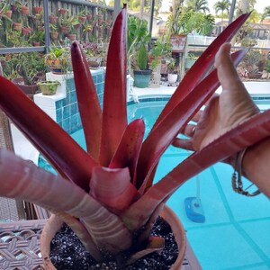 Bromeliad (neoregelia Cruenta 'rubra'-pup. Live Exotic Plant Loves Full ...