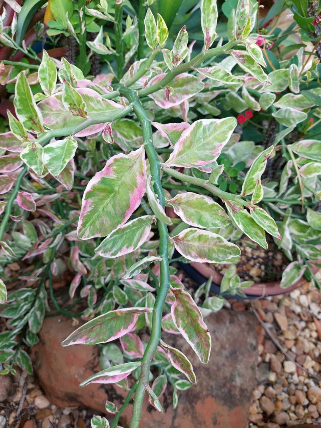 Euphorbia-tithymaloides-variegata, Pedilanthus Tithymaloides ...