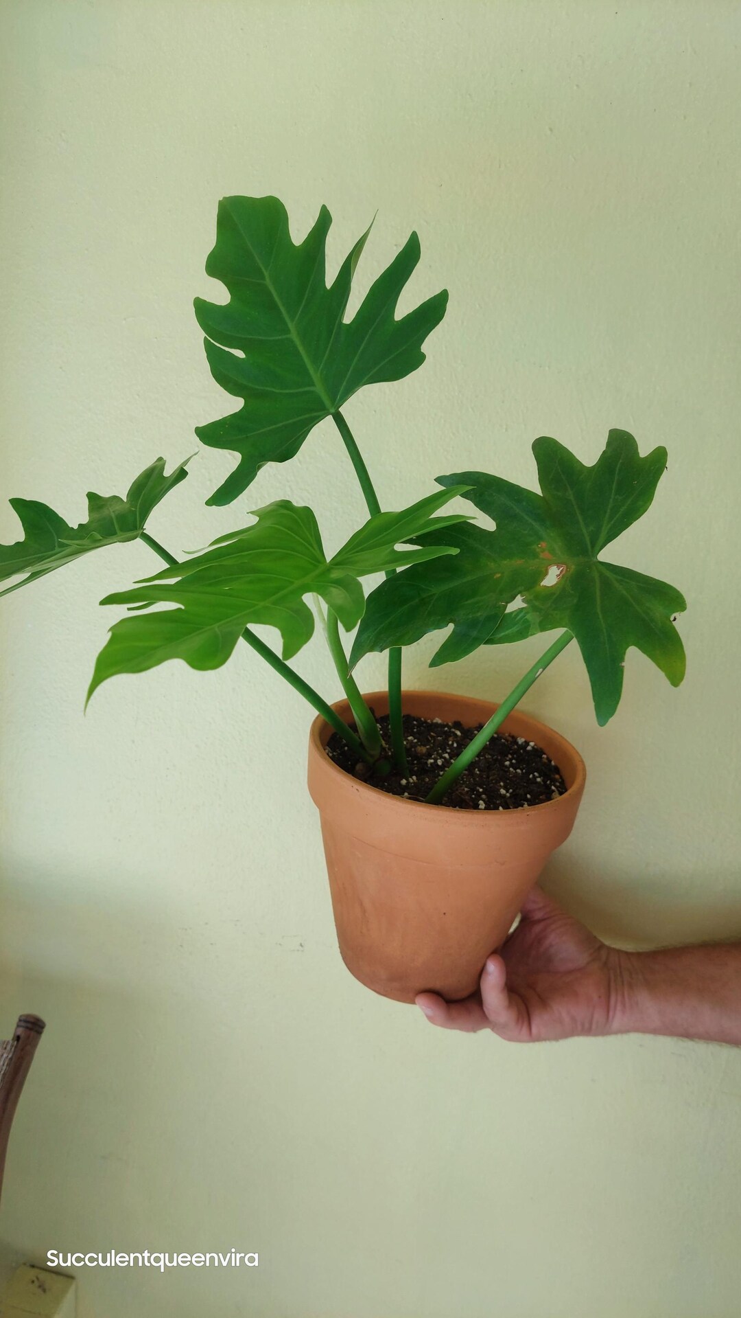 Radiatum Philodendron Plant - Rooted. Thaumatophyllum - Etsy