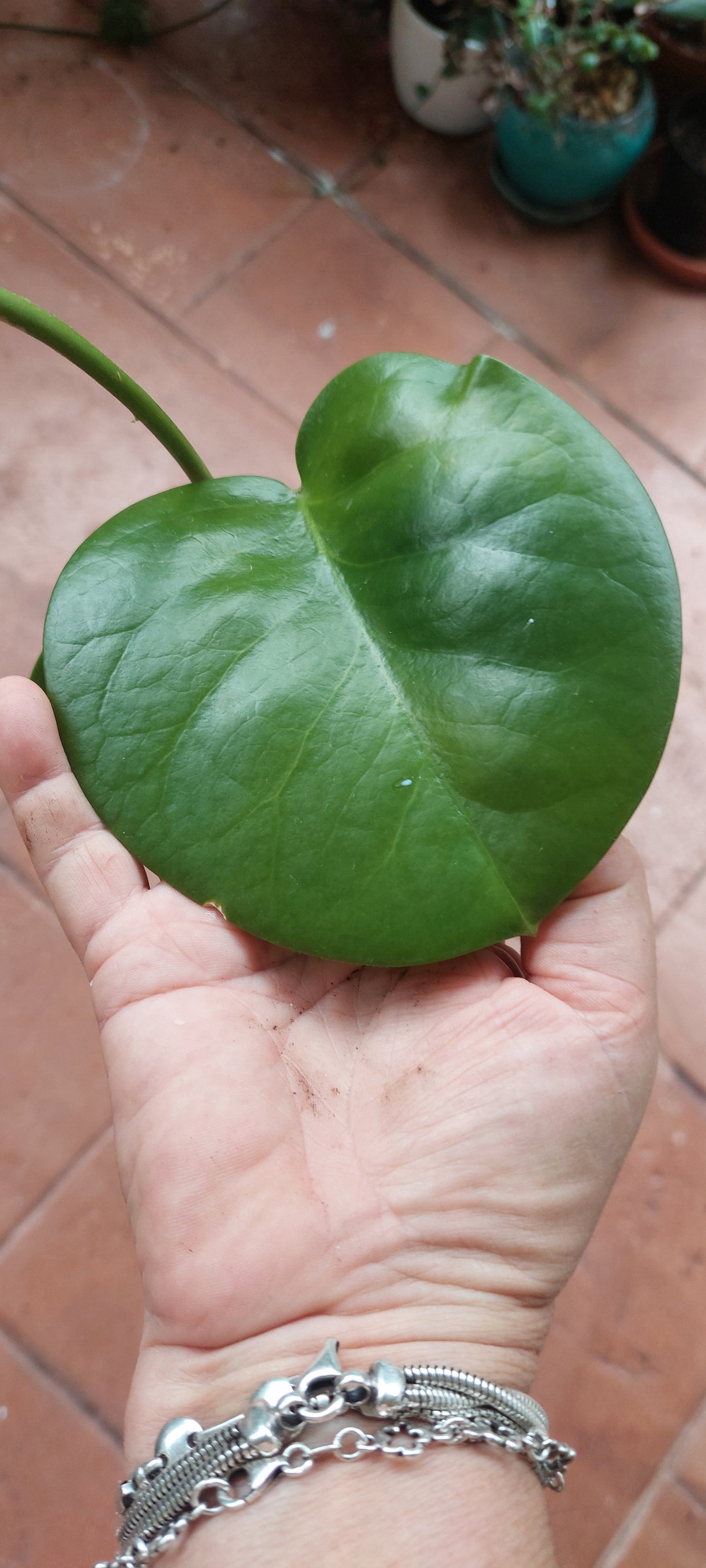 Hoya Nervosa, Large Leaf Hoya Plant. - Etsy