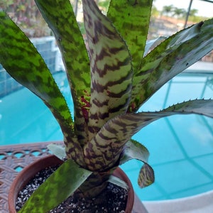Bromeliad Aechmea Bert Live Exotic Plant Loves Full Sun Blooms Yellow ...