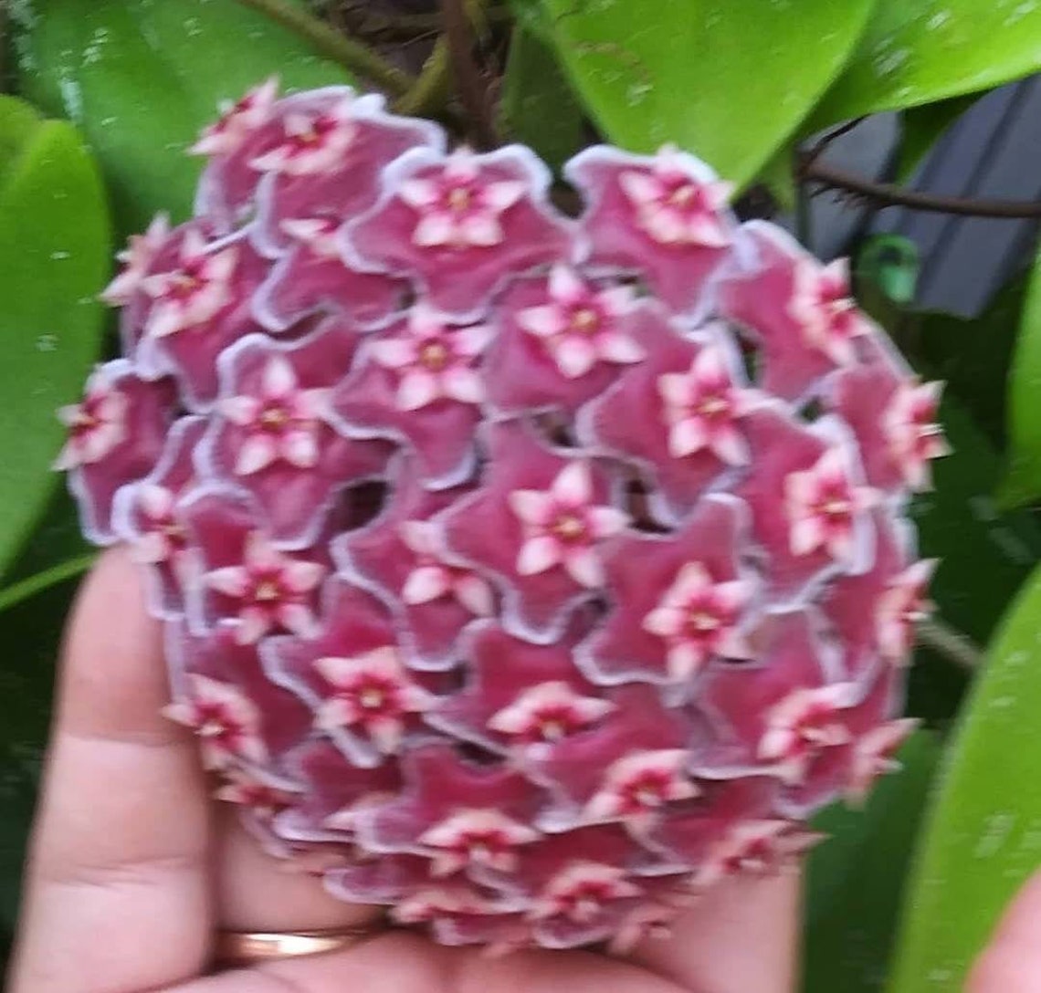 Hoya Pubicalyx 'pink Silver Splash Rooted Starter Plant | Etsy