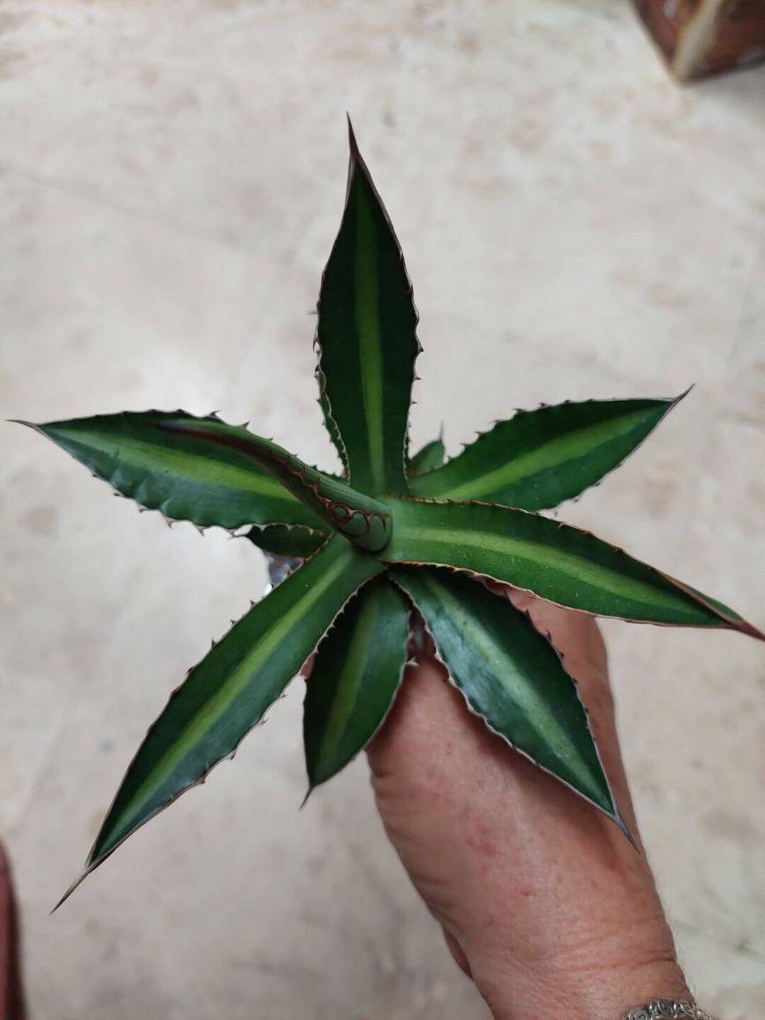 Agave Lophantha Splendida Center Stripe Agave Rare Succulent Exotic ...