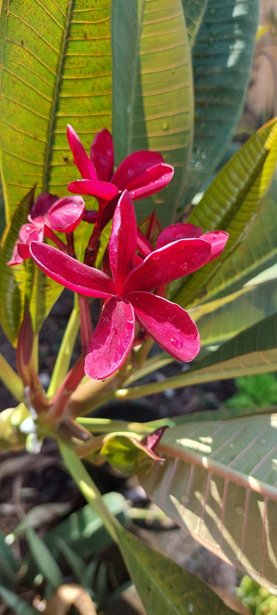 Red Plumeria Tree