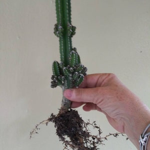 Acanthocereus Tetragonus fairy Castle Triangle Cactus 2 Sizes Available ...