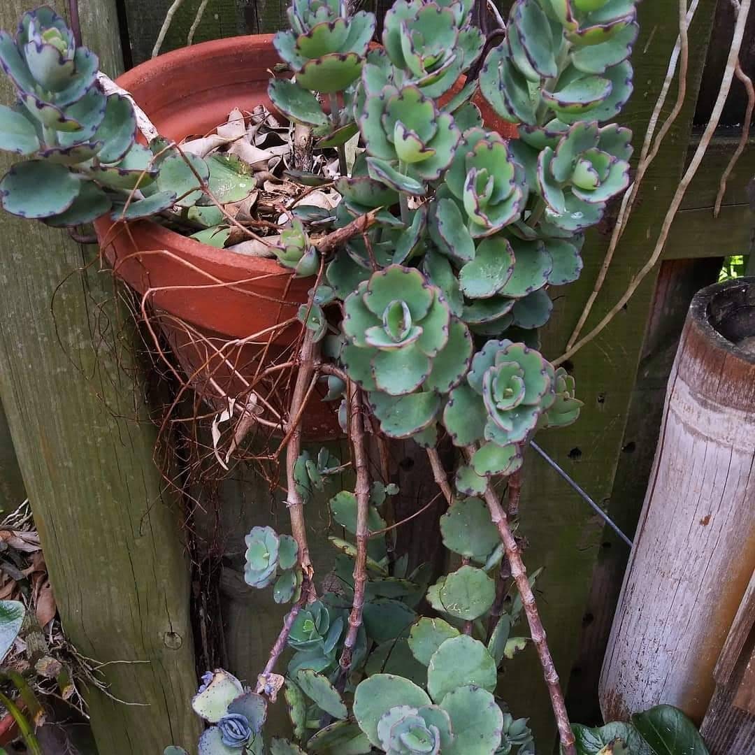 Laxiflora Jade Point Blue Tip Kalanchoe Succulent Live - Etsy