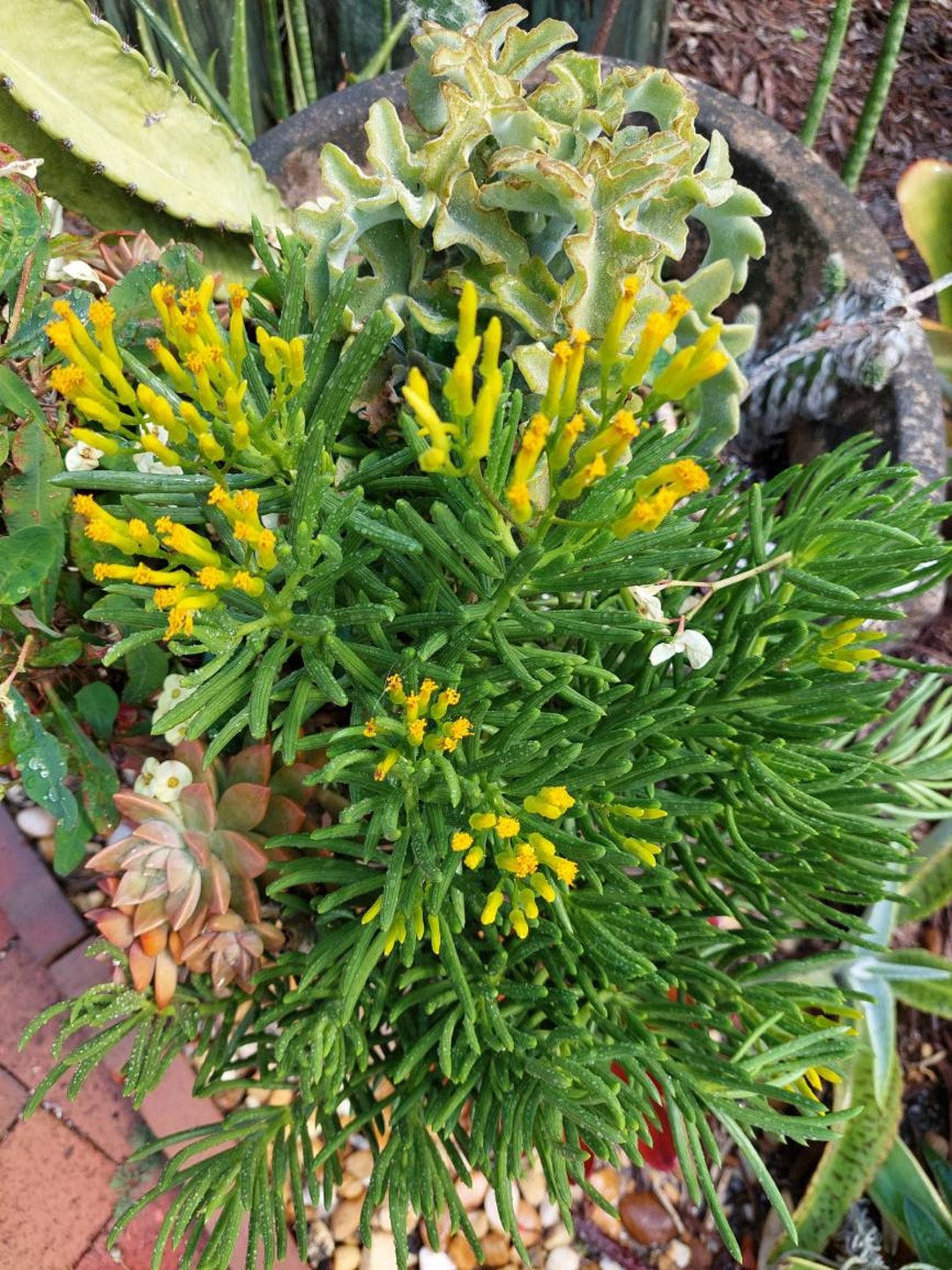 Senecio Barbertonicus, Lemon Bean Bush, Succulent CUTTING - Scented - Etsy