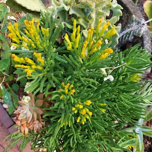 Senecio Barbertonicus, Lemon Bean Bush, Succulent CUTTING - Scented - Etsy