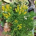 Senecio Barbertonicus, Lemon Bean Bush, Succulent CUTTING - Scented - Etsy