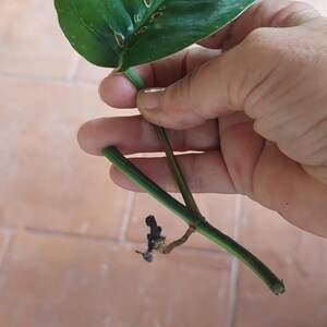 Huge Pothos Epipremnum Pinnatum Albo Variegated - White & Green Marble ...