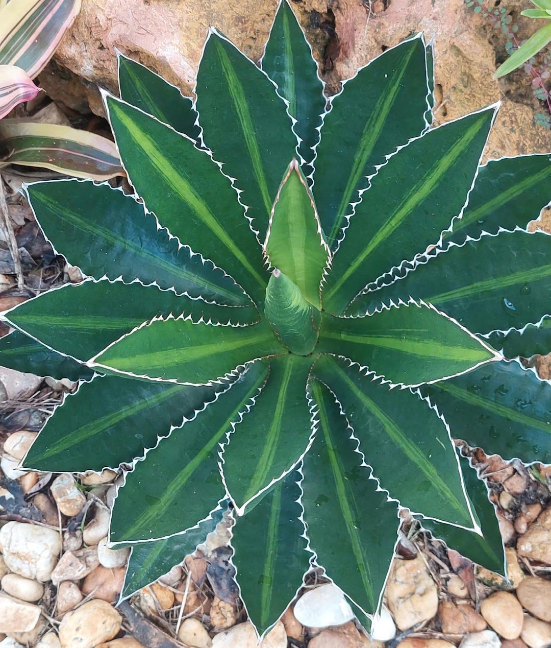 Agave Lophantha Splendida Center Stripe Agave Rare Succulent Exotic ...