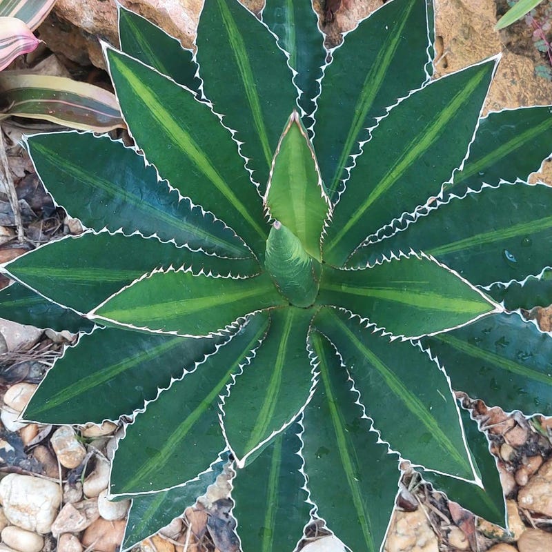 Agave Plant - Etsy