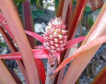 Dwarf Pineapple, Ananas Comosus Var. Ananassoides, Live Miniature ...