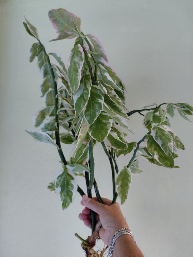 Euphorbia-tithymaloides-variegata, Pedilanthus Tithymaloides ...