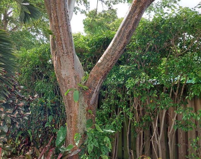 Gumbo Limbo Bursera Simaruba Tree Rooted Seedling - Approx 15" Plant - Etsy