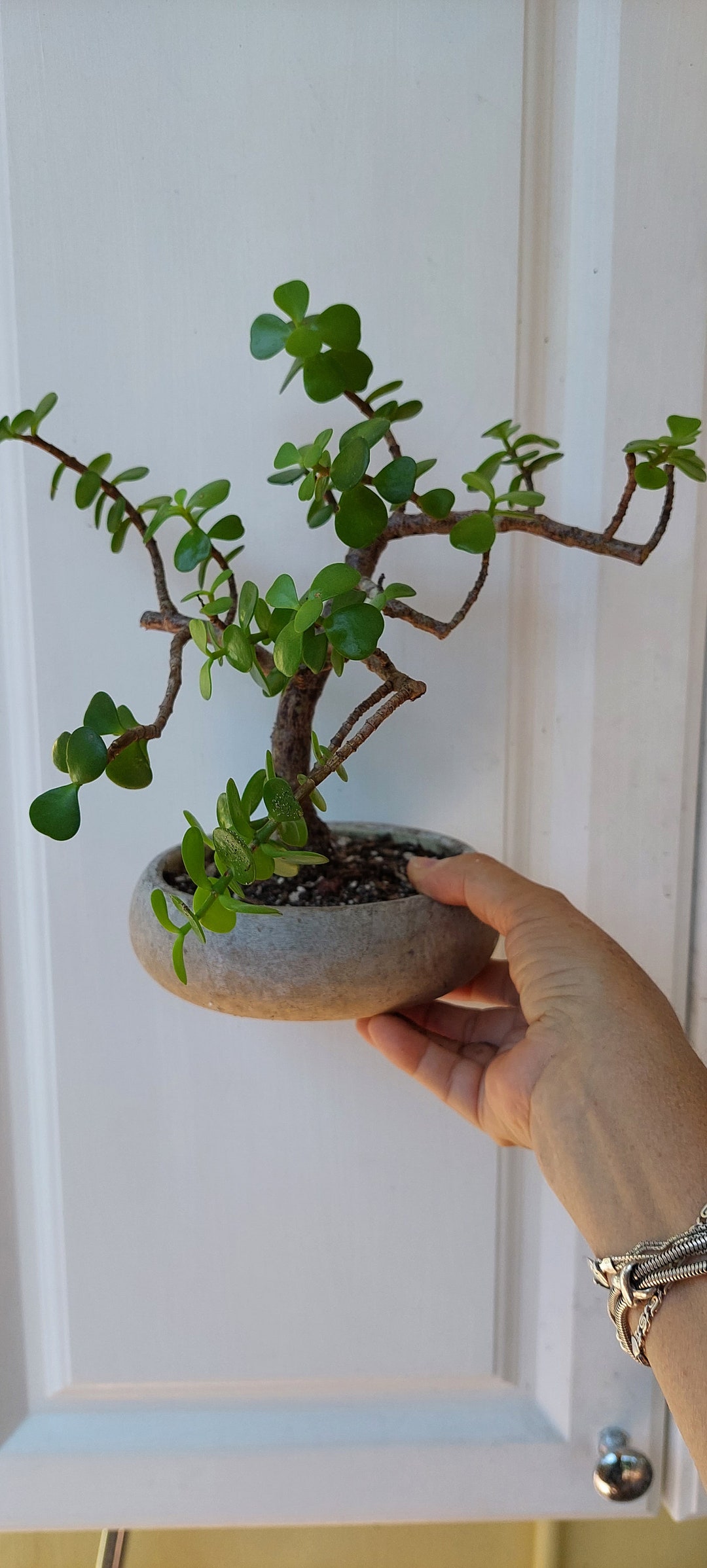 Bonzi Baby Elephant Bush, Dwarf Jade Plant, Portulacaria Afra, Bonsai ...