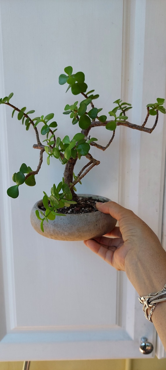 Baby Jade Plant