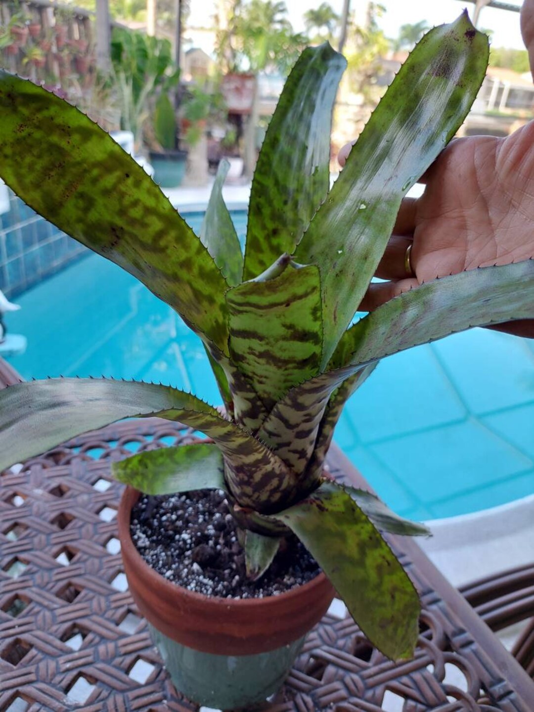 Bromeliad Aechmea Bert Live Exotic Plant Loves Full Sun Blooms Yellow ...
