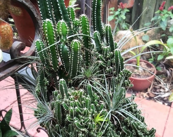 Acanthocereus Tetragonus "fairy Castle" Triangle Cactus - Live Plant - Etsy