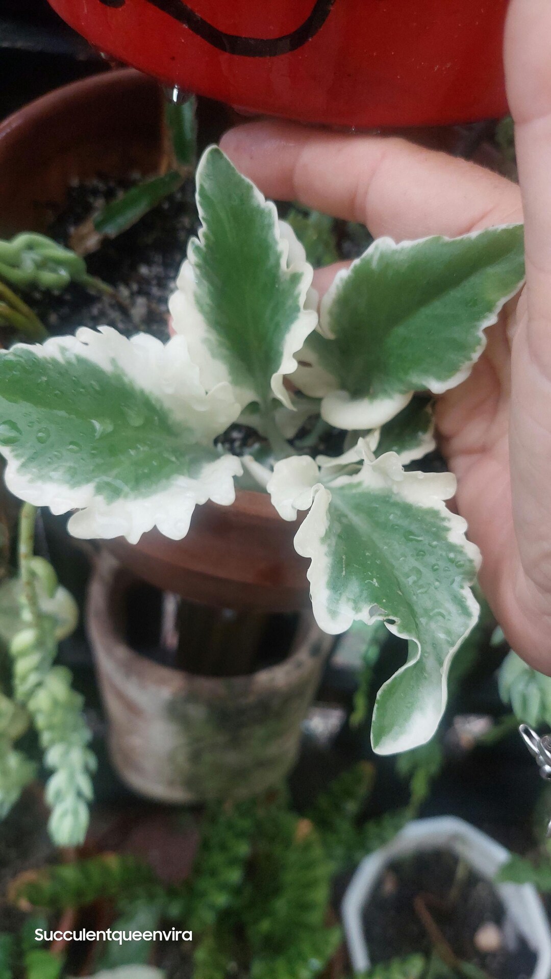 Rare Kalanchoe Laciniata Variegated Succulent Live Rooted Plant - Etsy