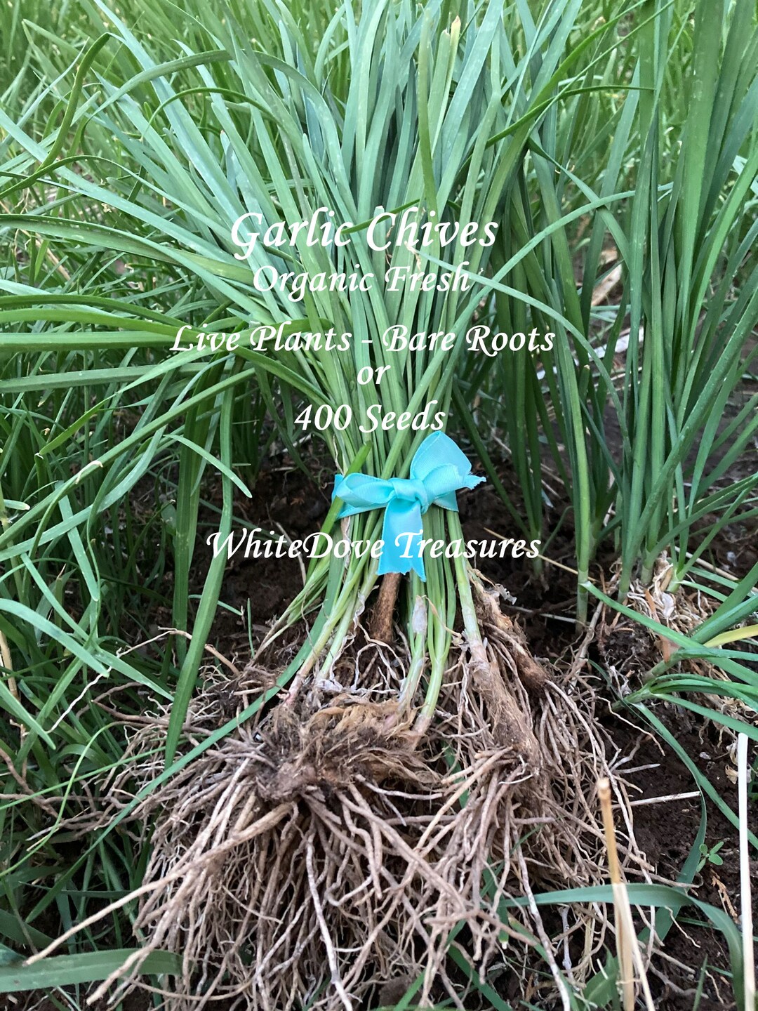 Organic Garlic Chives Bare Root Live Plant XL, Chive Seeds 500+ Kitchen ...