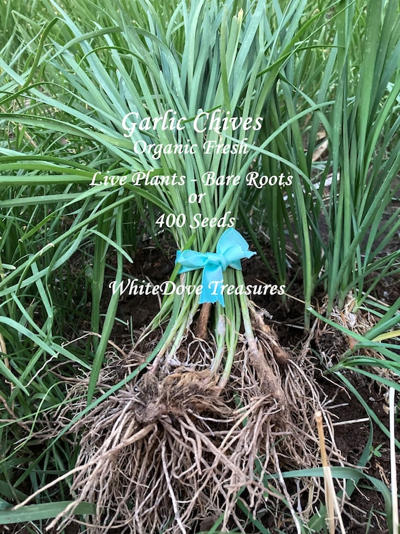 Chives Plant Root