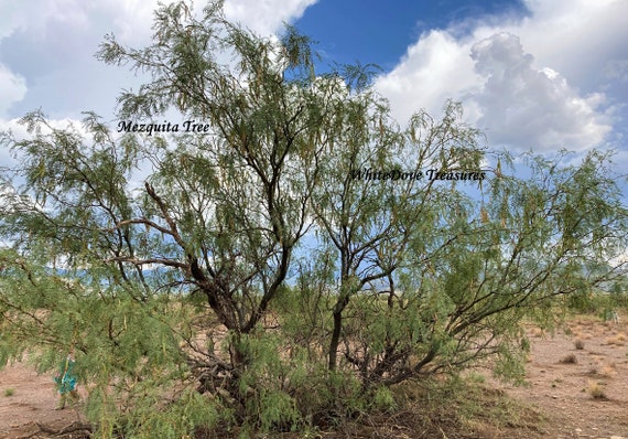 Are Mesquite Tree Pods Bad For Dogs