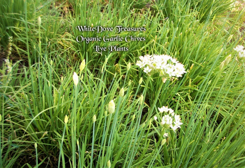 Organic Garlic Chives Bare Root Live Plant XL, Chive Seeds 5gram 500 ...