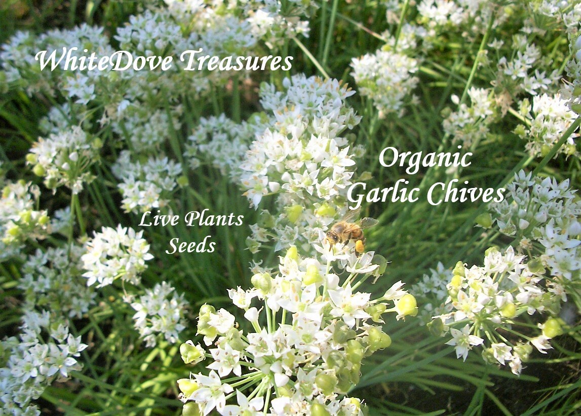 Organic Garlic Chives Bare Root Live Plant XL, Chive Seeds 5gram 500 ...