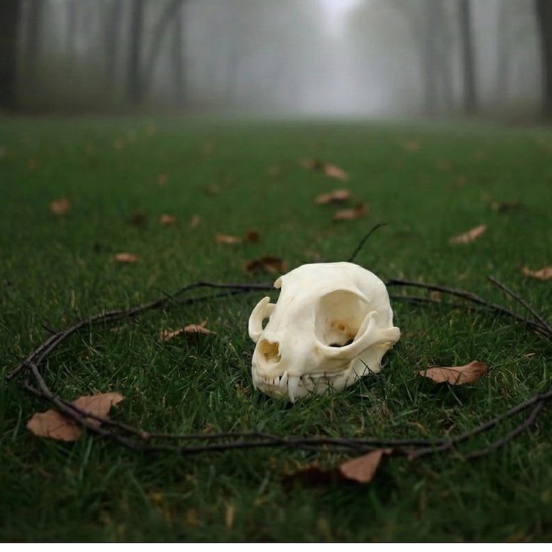 Real Animal Skulls Collection | Bobcat, Fox, Turtle, Mink, Nutria ...