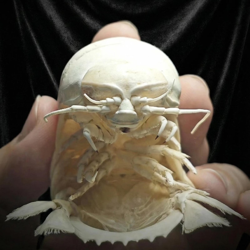 Mantis Dry Specimen - Etsy