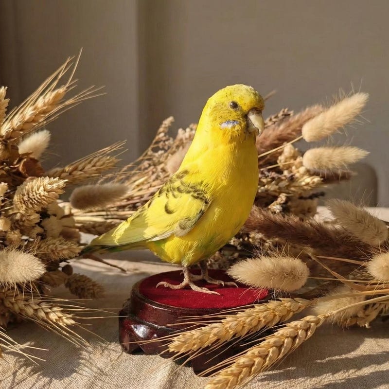 Canary Taxidermy - Etsy