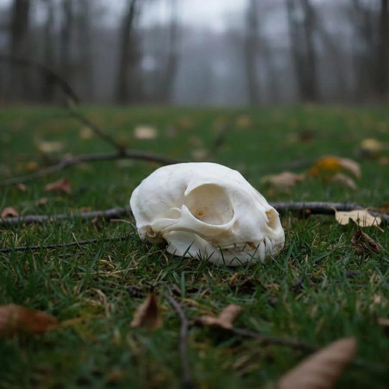 Real Animal Skulls Collection | Bobcat, Fox, Turtle, Mink, Nutria ...