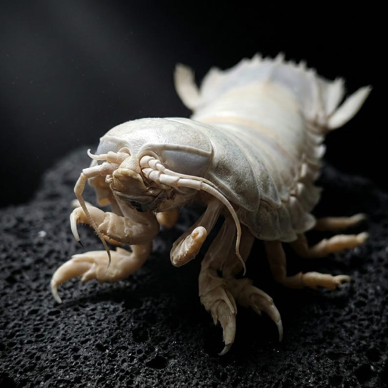 Real Giant Isopod Specimen, Deep Sea Bathynomus Taxidermy, Nautical ...