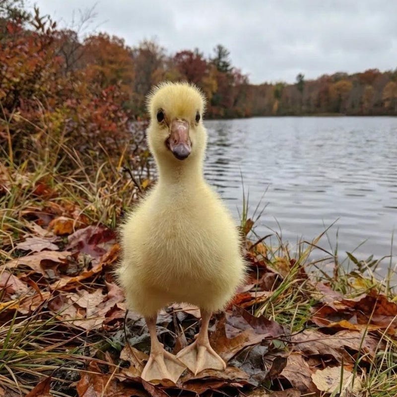 Goose Taxidermy Mount - Etsy