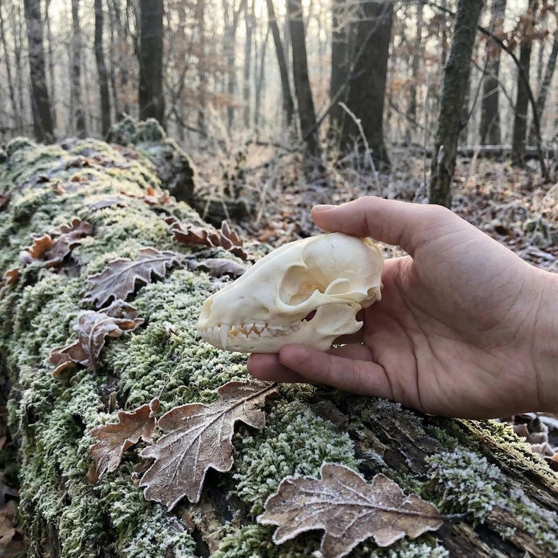 Ethical Vulture Culture - Etsy