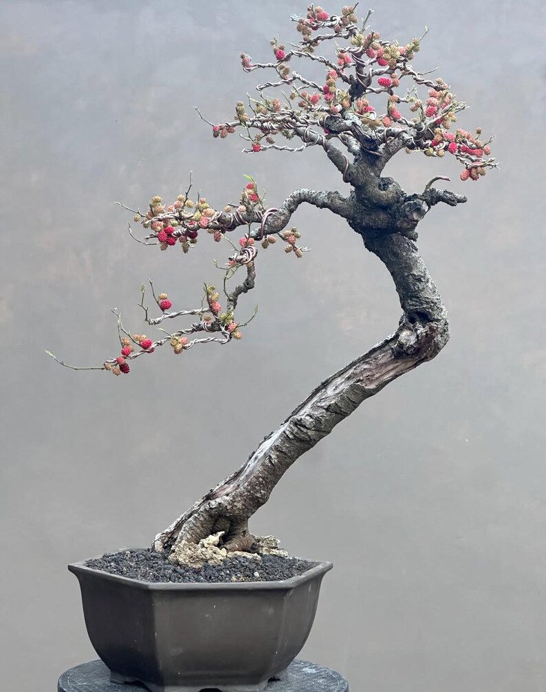 Bonsai Mulberry - Morus Alba 01 - Etsy