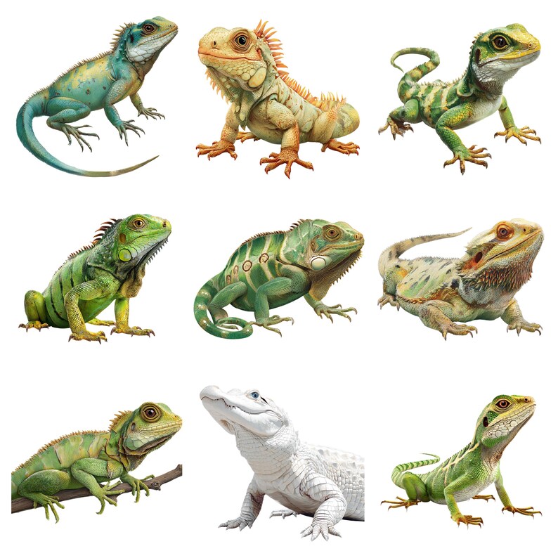 Reptile Clipart – Transparent Background, Instant Download, Commercial ...
