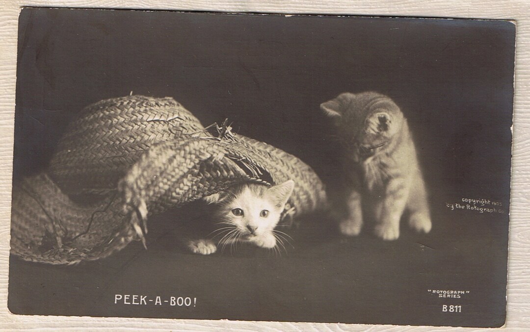 Peek A Boo Cat in the Hat Curiosity Cats and Straw Hats Under the Hat ...