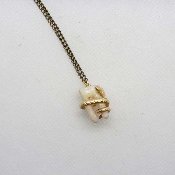 Human Tooth Necklace - Etsy