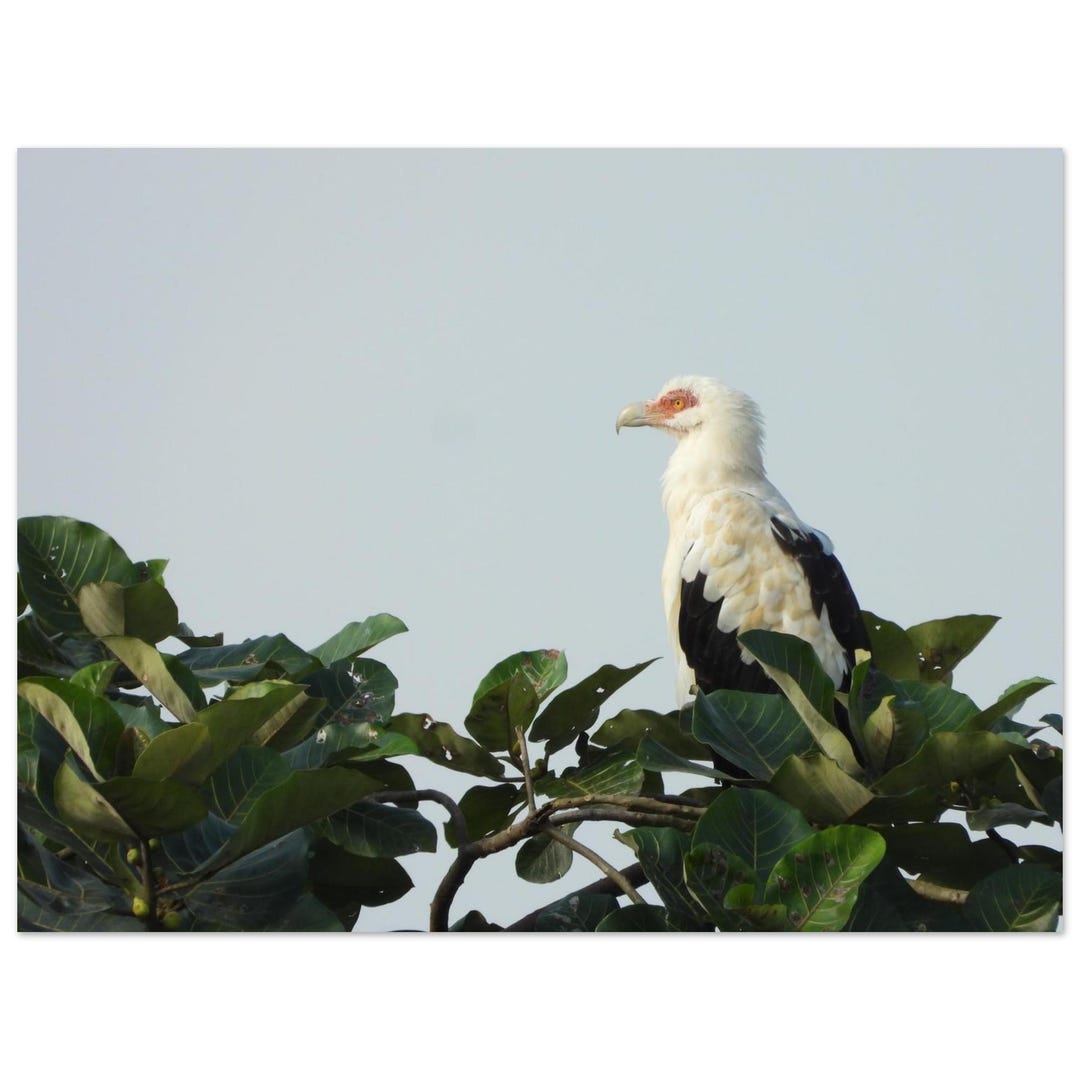 Palm Nut Vulture Art Print | Mabamba Swamp, Uganda | Wildlife ...