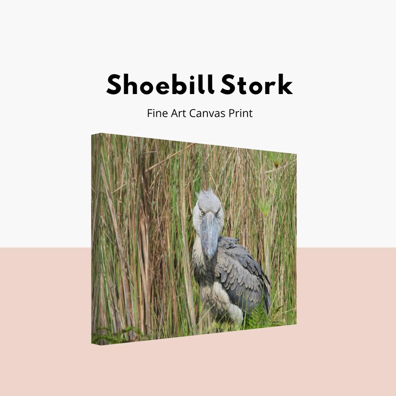 Shoebill Stork Canvas - Etsy New Zealand