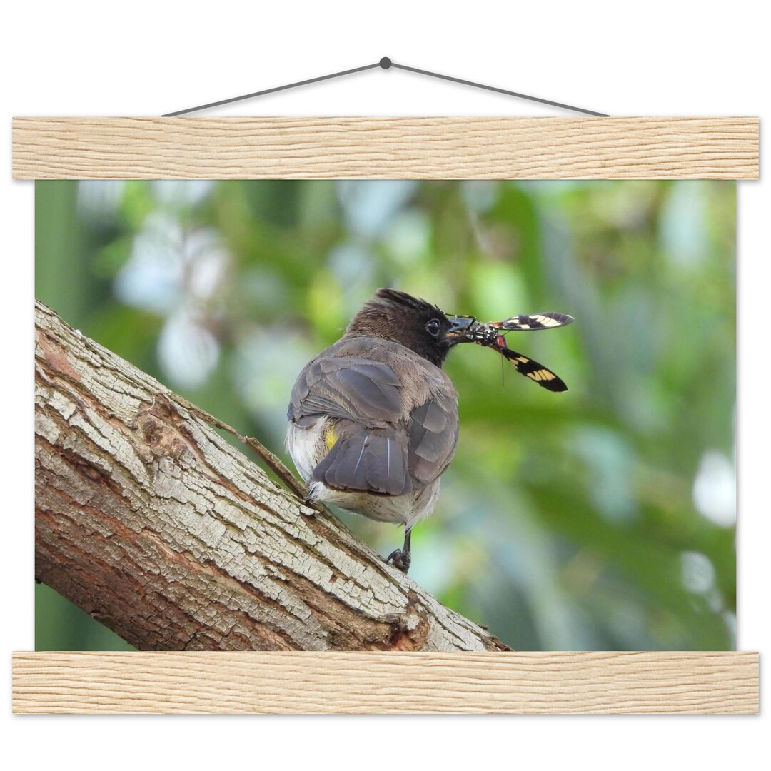 Dark-capped Bulbul Wildlife Photography Wall Hanging Poster - Etsy