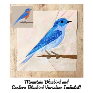 Mountain Bluebird With Eastern Bluebird Variation Fpp--backyard Birds ...