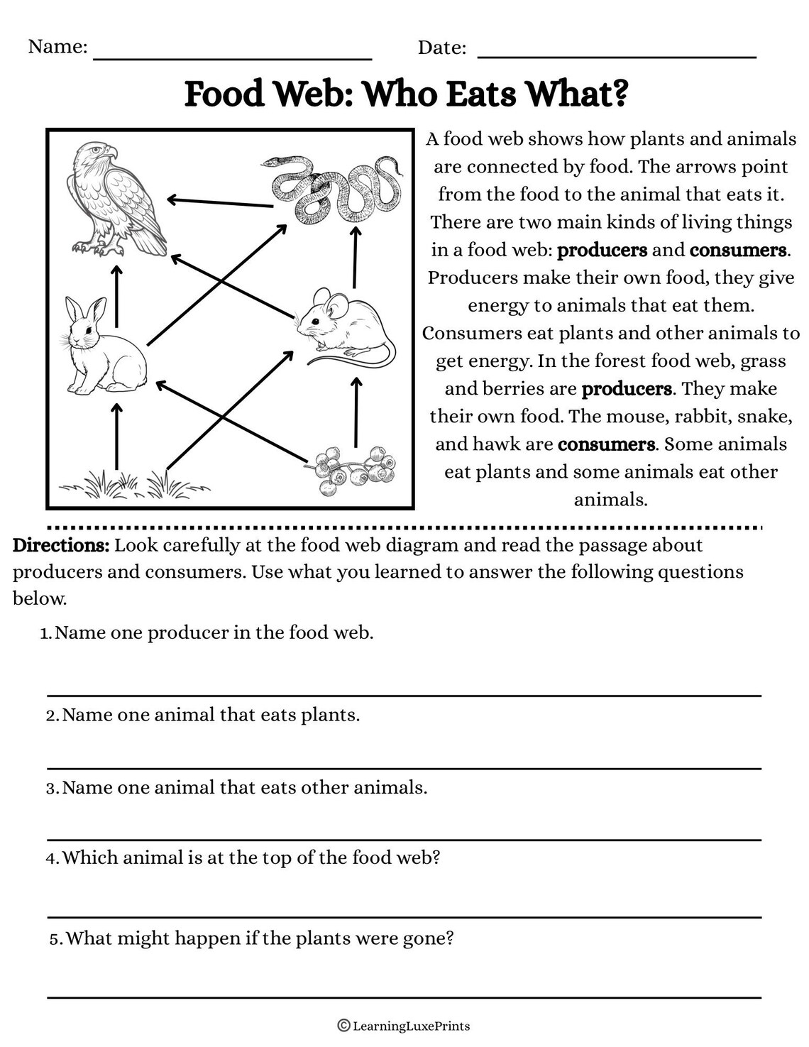 Forest Food Web Worksheet/ Ecosystem Activity for Kids/ Food Chain ...