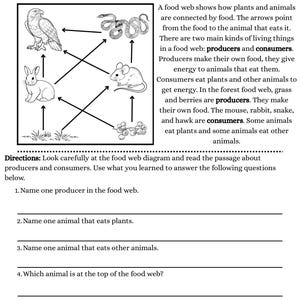 Forest Food Web Worksheet/ Ecosystem Activity for Kids/ Food Chain ...