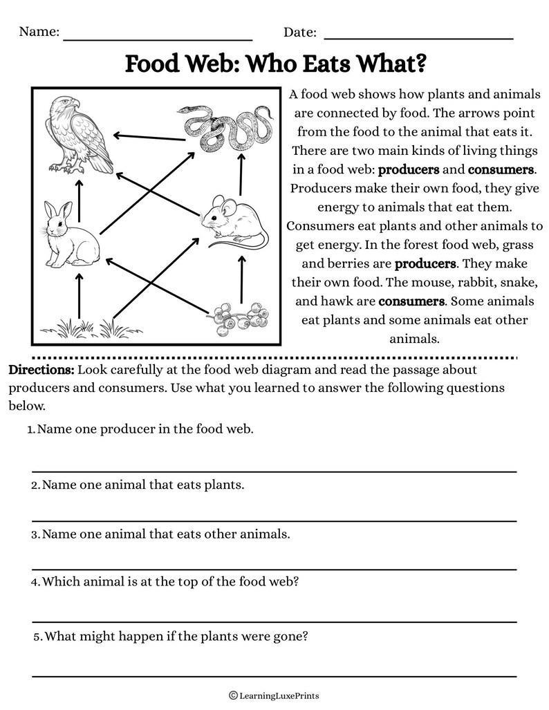 Forest Food Web Worksheet/ Ecosystem Activity for Kids/ Food Chain ...