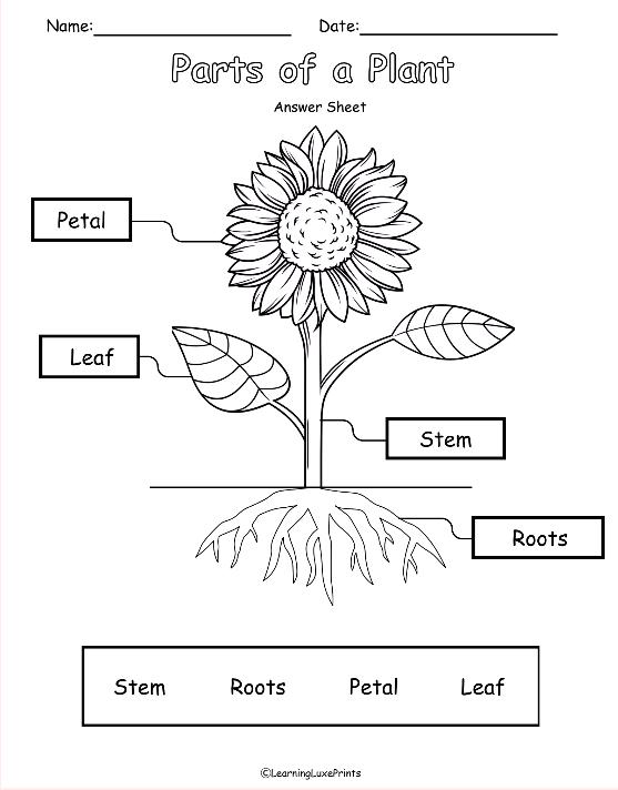 Parts of a Plant Worksheet/ Science Printable for Kids/ Preschool and ...