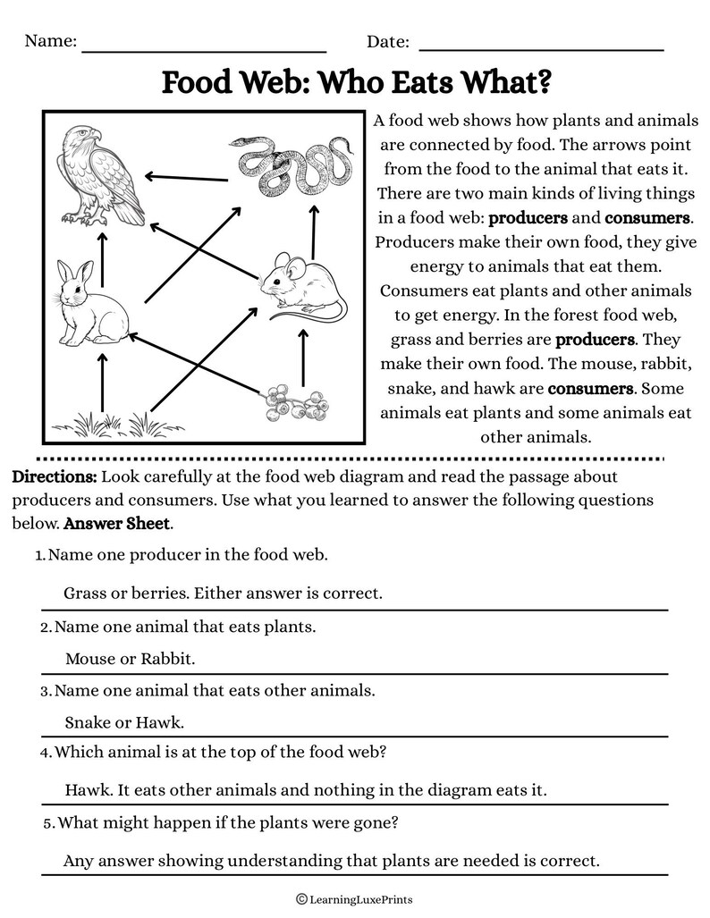 Forest Food Web Worksheet/ Ecosystem Activity for Kids/ Food Chain ...