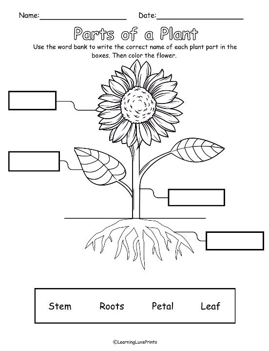 Parts of a Plant Worksheet/ Science Printable for Kids/ Preschool and ...
